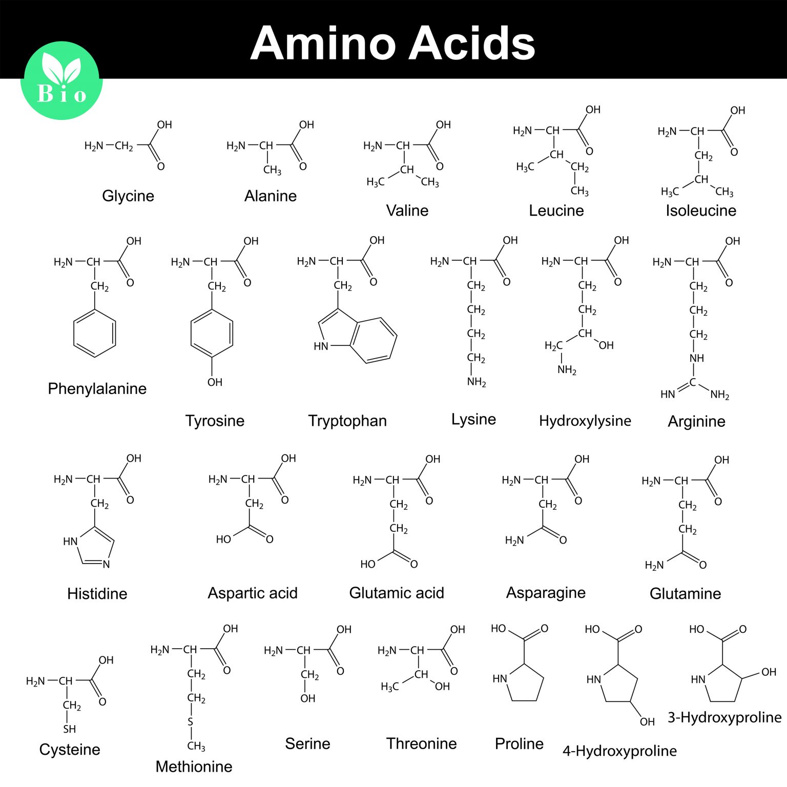What Are Amino Acids? Learning Blog - Activ Nutrition