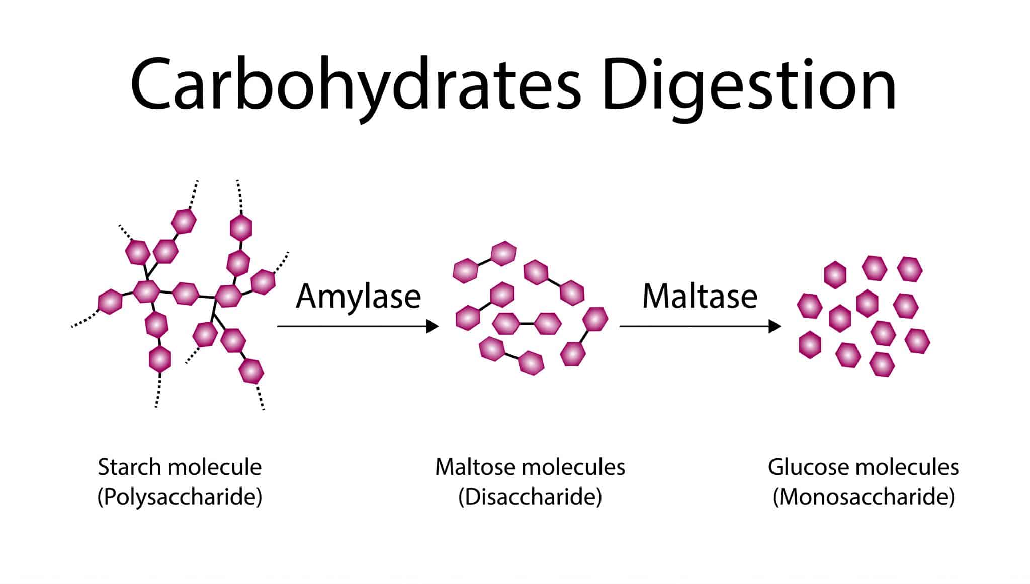 What are polysaccharides, and why do you need them? - Activ Nutrition